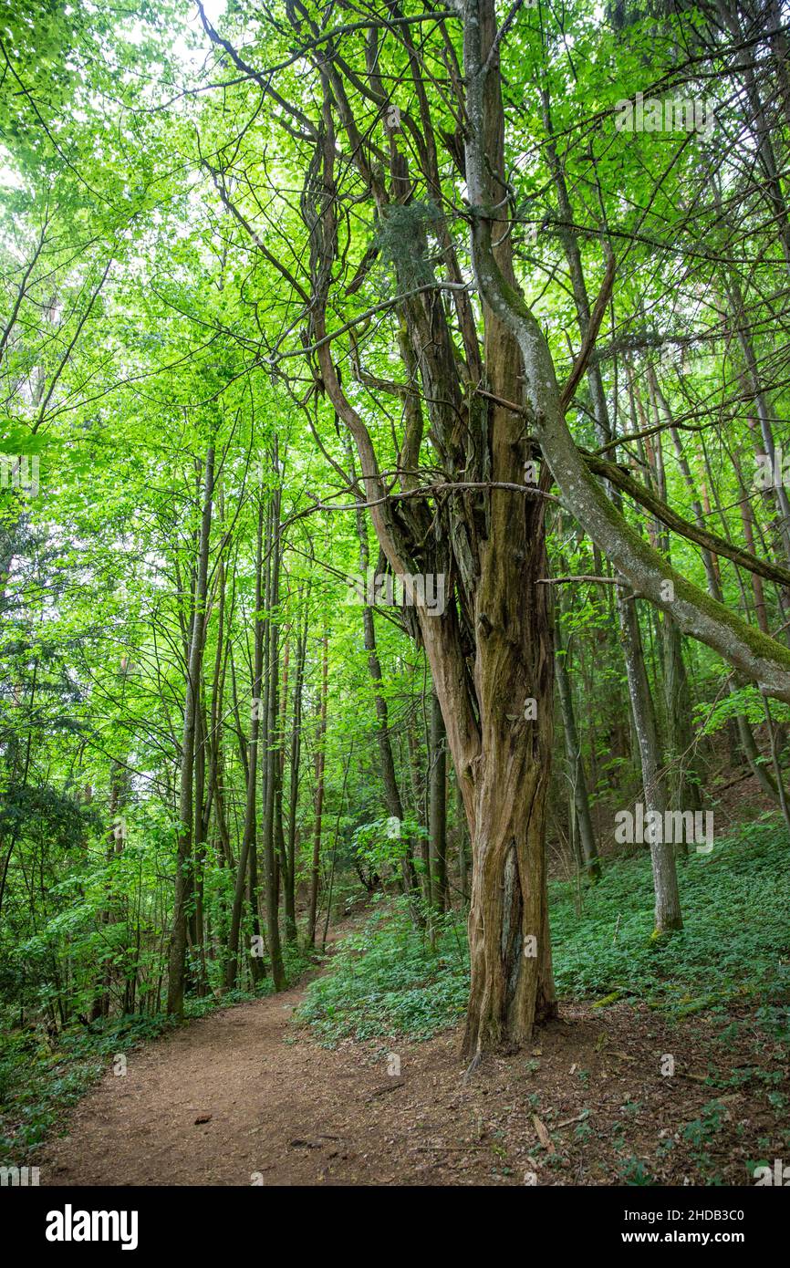 old rotten tree in forest Stock Photo - Alamy