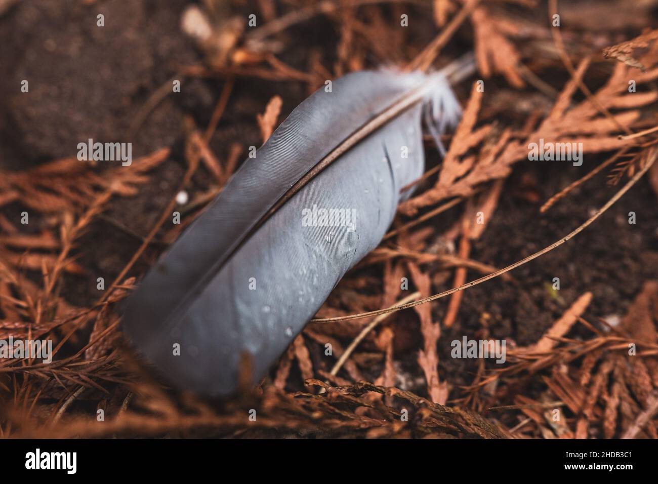 Holz im wald hi-res stock photography and images - Alamy