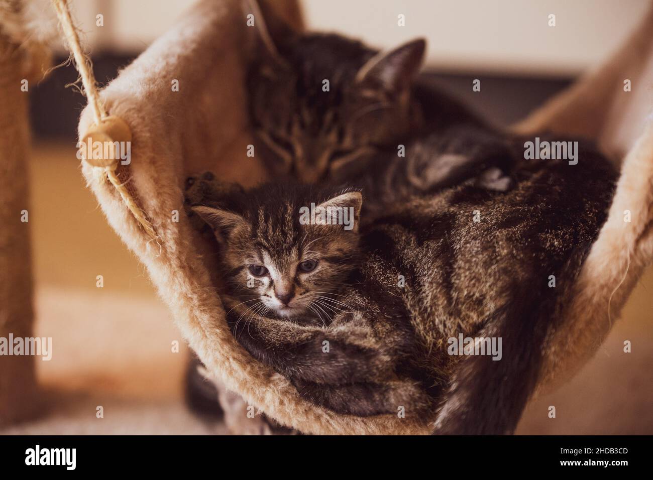 cute kitten relaxing Stock Photo - Alamy
