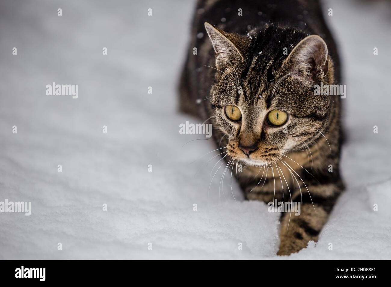 Cute cat snow hi-res stock photography and images - Alamy