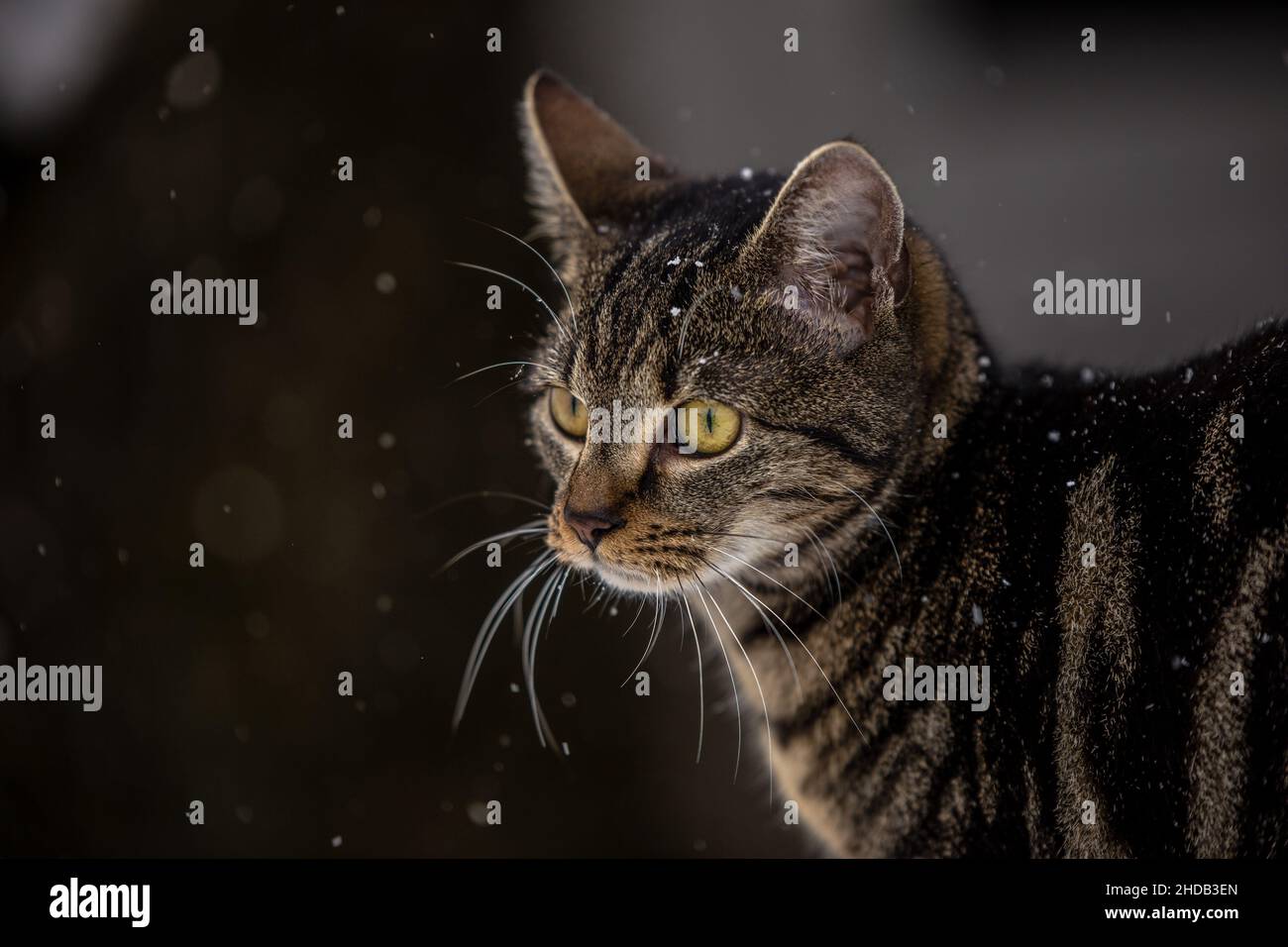 Cute cat snow hi-res stock photography and images - Alamy