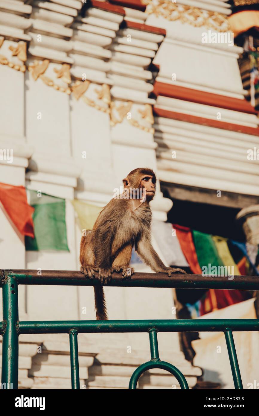Swayambhunath Temple, The Monkey Temple in Kathmandu Valley, Nepal ...