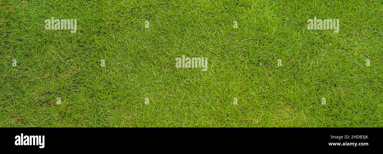 Perfect lawn with green grass view from above BANNER, long format Stock ...