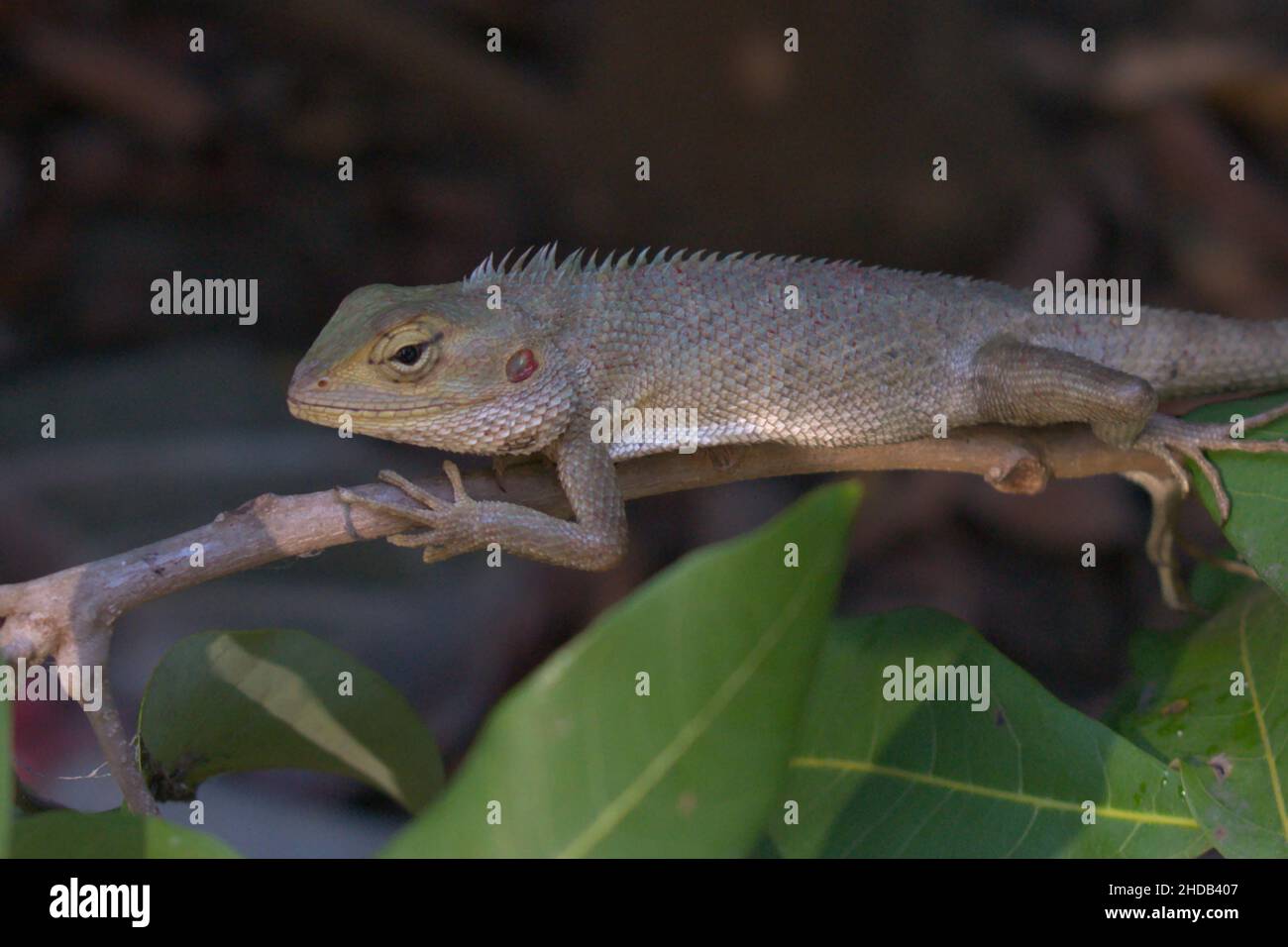 Cute jungle animals night hi-res stock photography and images - Alamy