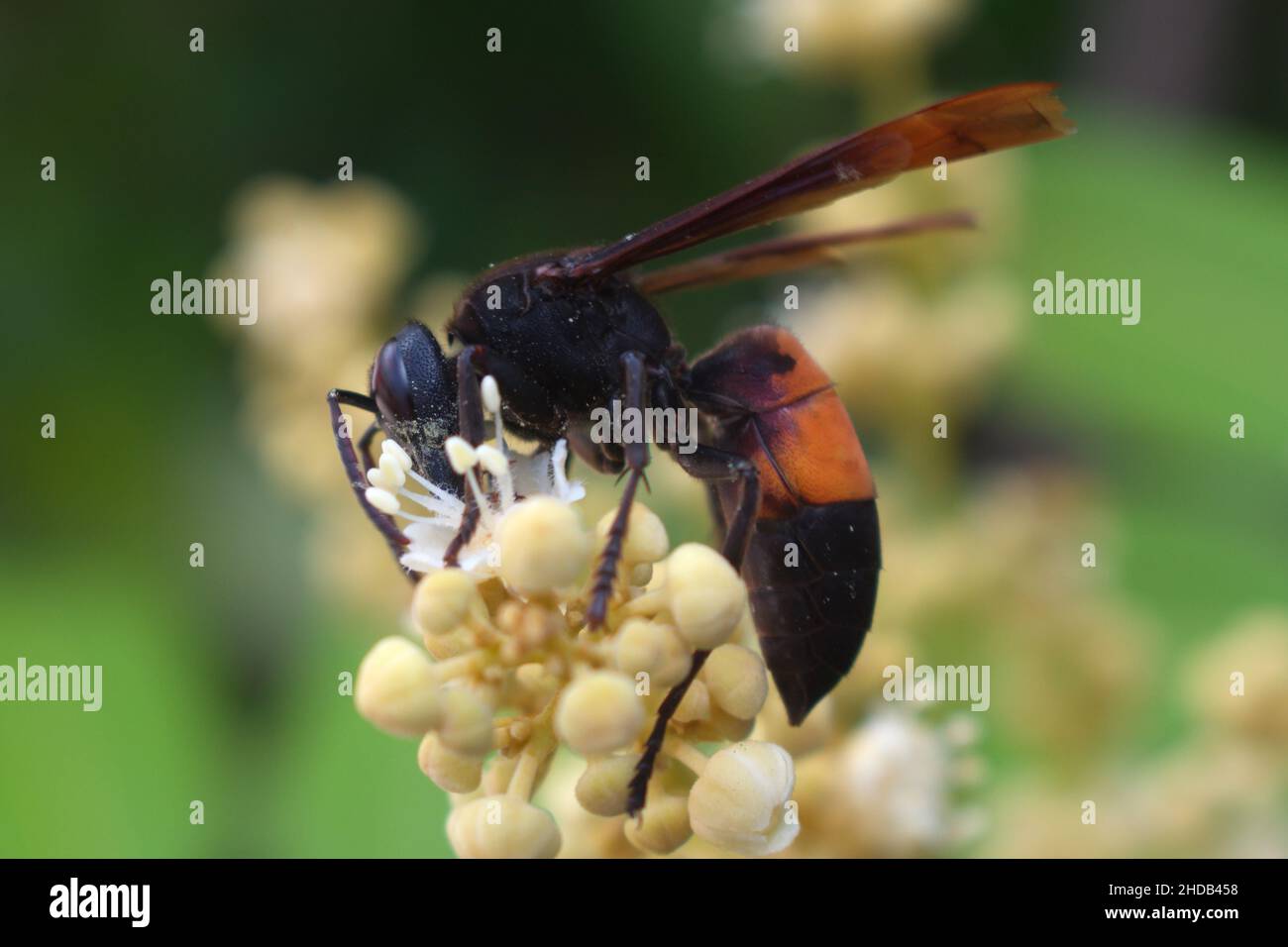 Petal perch hi-res stock photography and images - Alamy