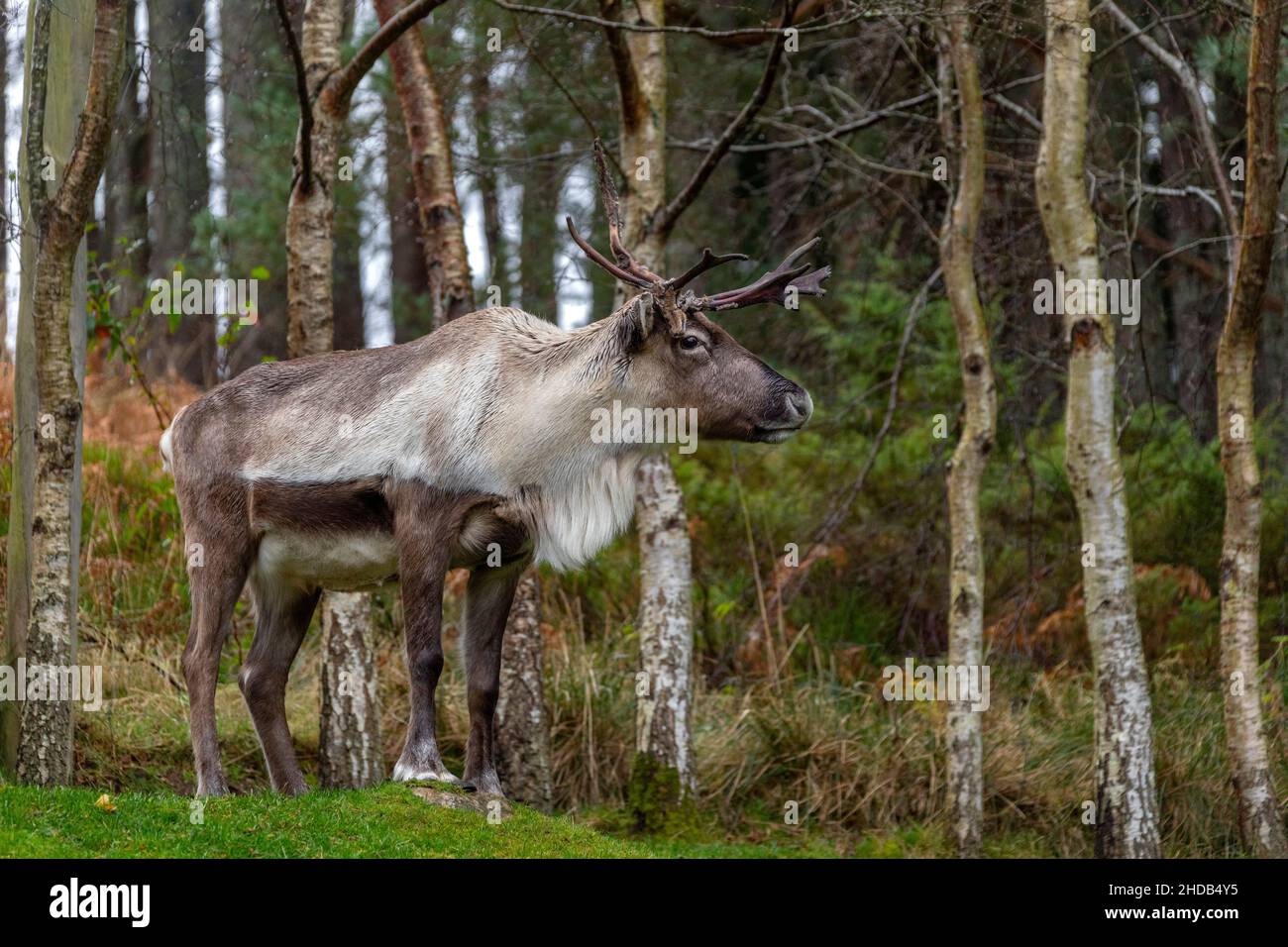 The Reindeer (Rangifer tarandus), also known as the Caribou in North ...