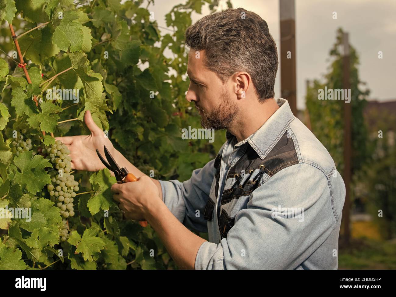 Cut man hi-res stock photography and images - Alamy
