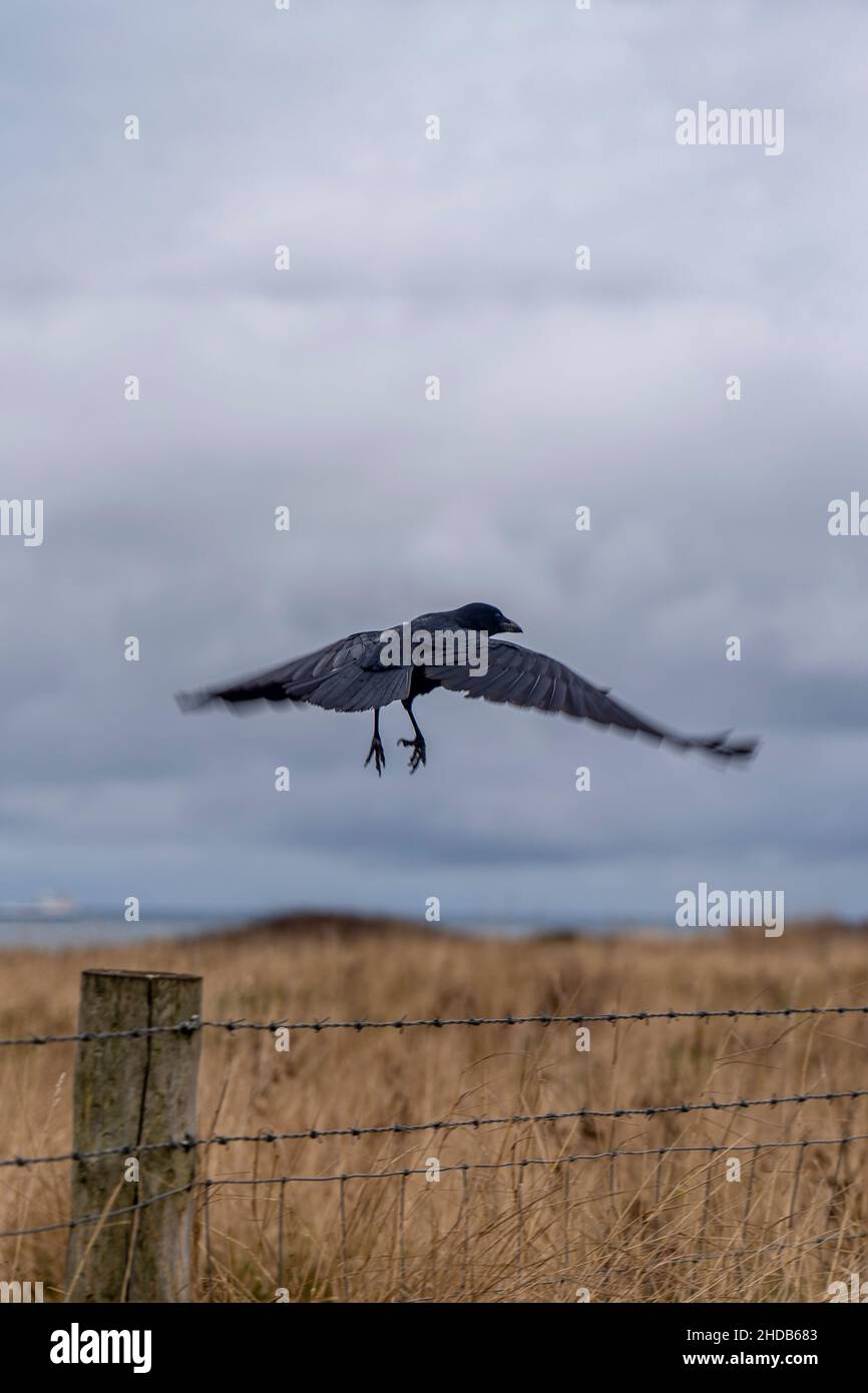 Vermin fence hi-res stock photography and images - Alamy