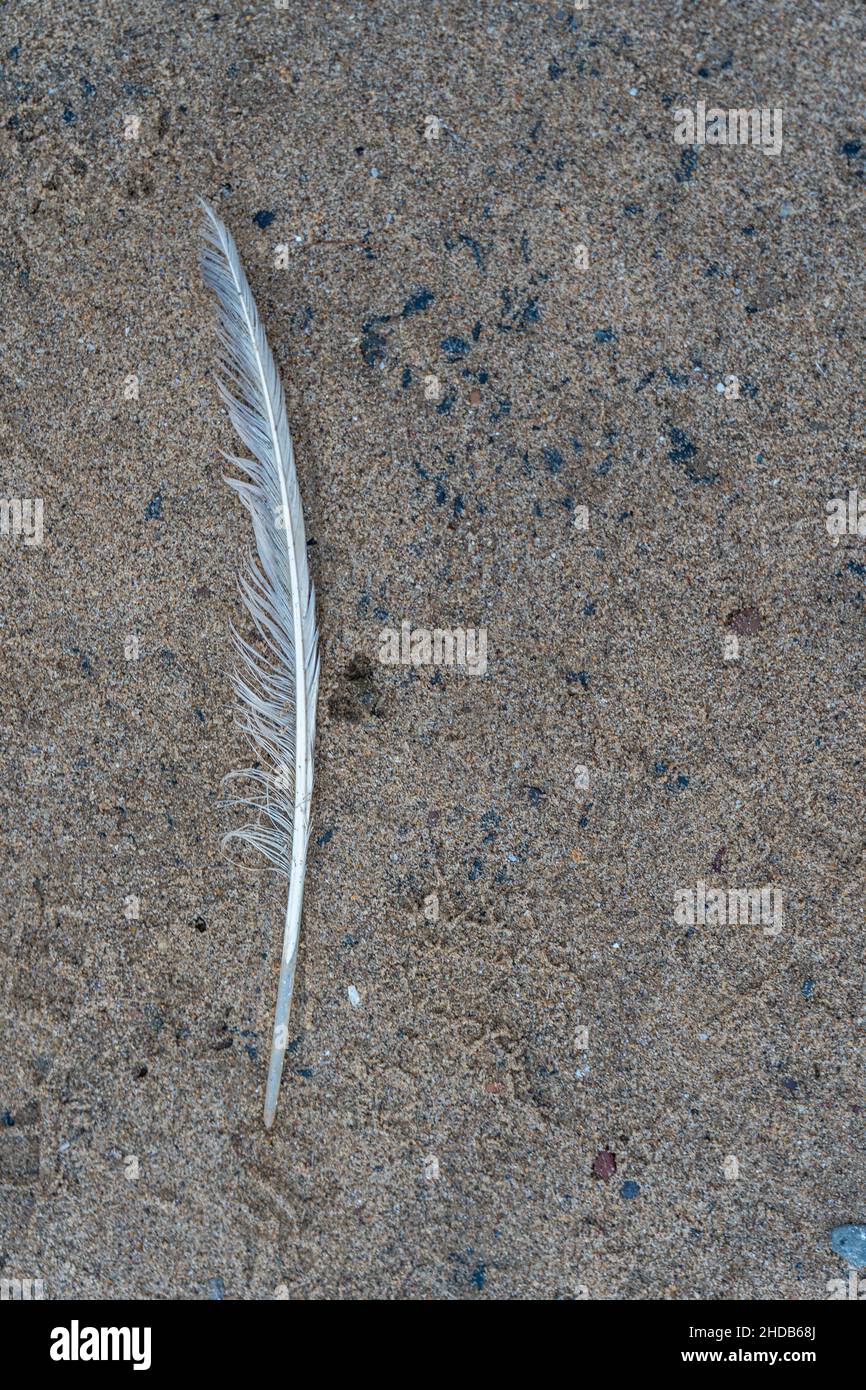 White gull bird feather hi-res stock photography and images - Alamy
