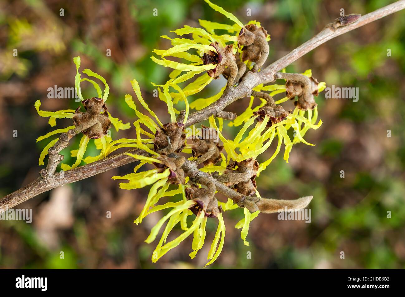 Hamamelis x Intermedia 'Pallida' (Witch Hazel) a winter spring ...