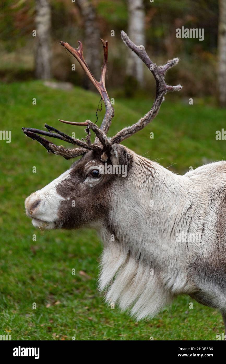 The reindeer (Rangifer tarandus), also known as the caribou in North ...