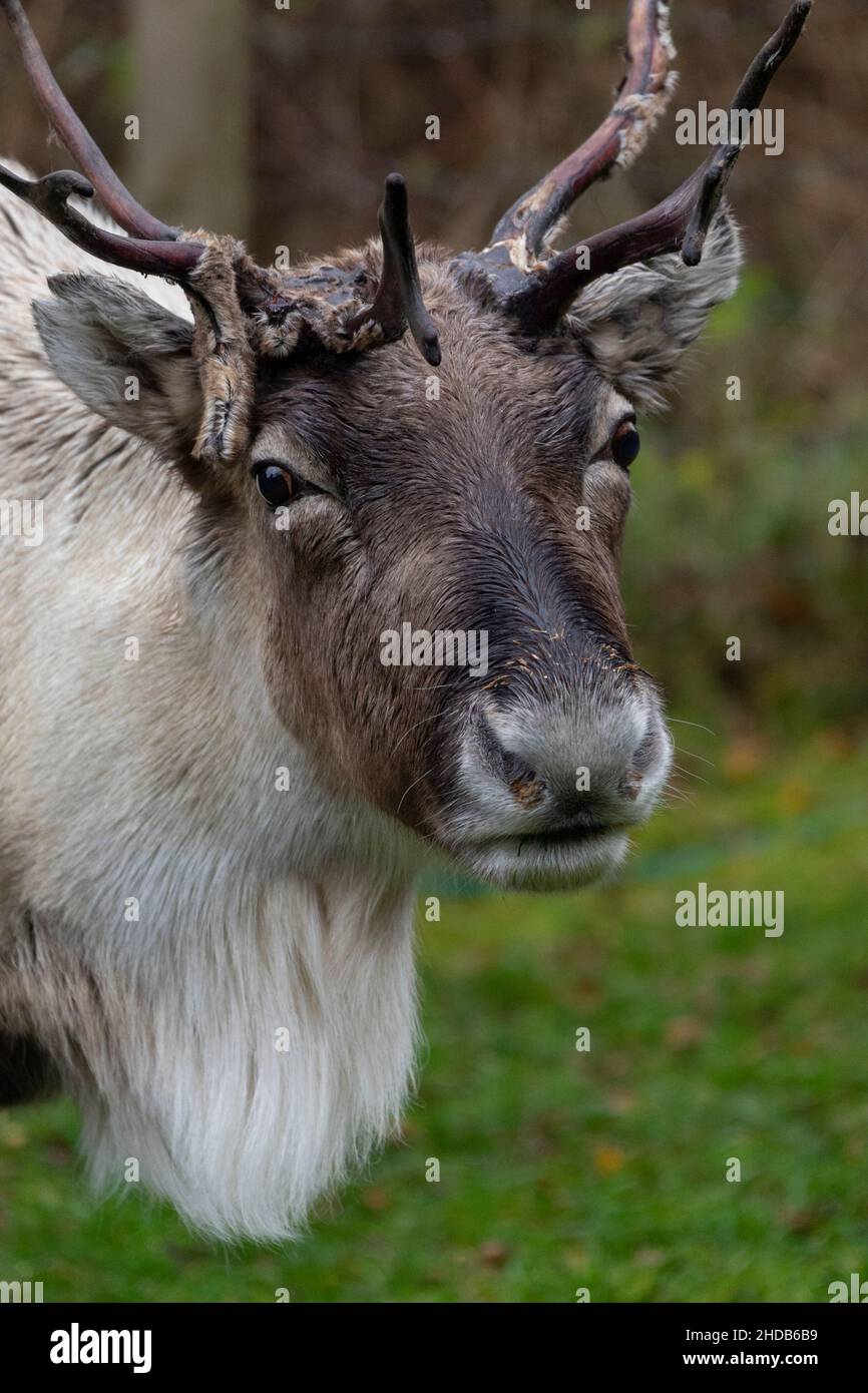 The reindeer (Rangifer tarandus), also known as the caribou in North ...