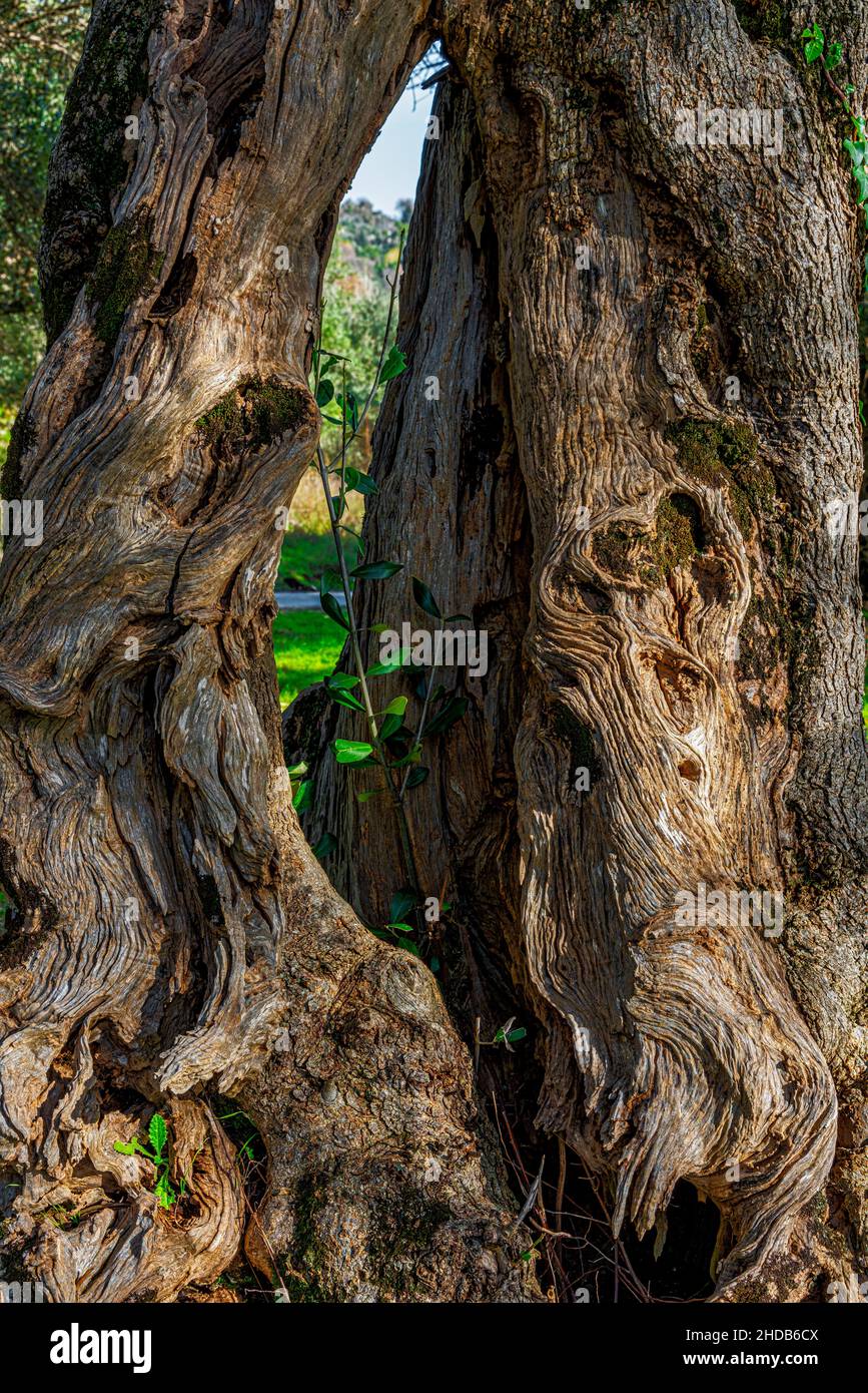 Secular olive trees in the Parco dell'olivo Nature Reserve in Venafro. Venafro, Province of ...