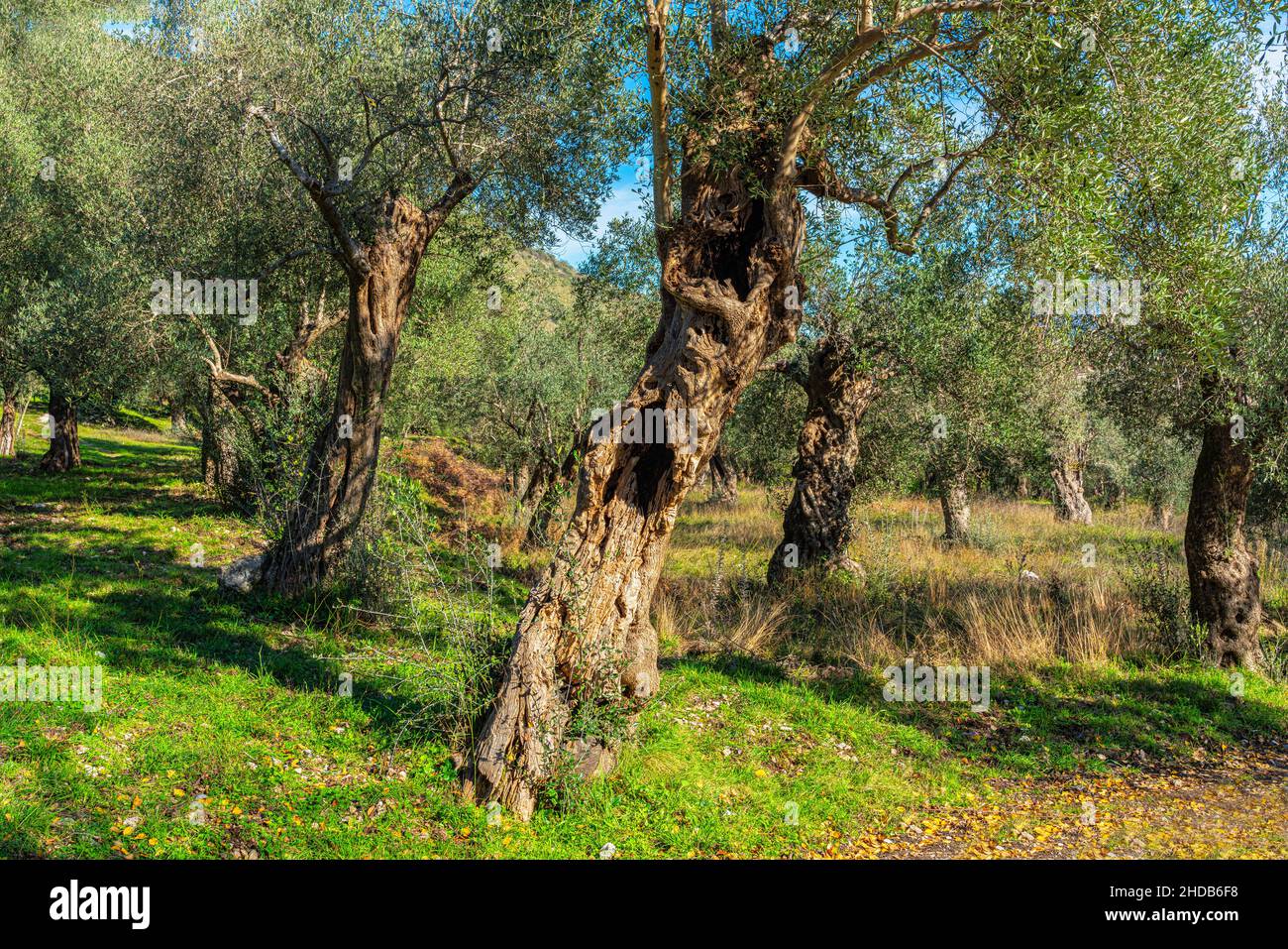 Secular olive trees in the Parco dell'olivo Nature Reserve in Venafro. Venafro, Province of ...