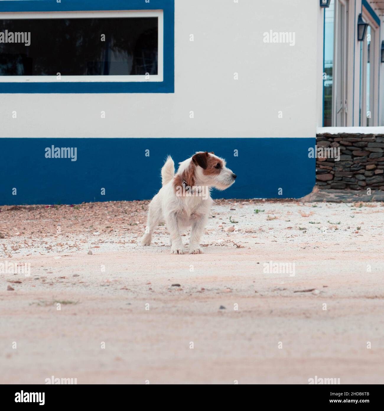 Dog chill hi-res stock photography and images - Alamy