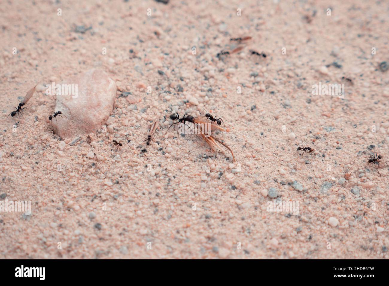 Ants food hi-res stock photography and images - Alamy