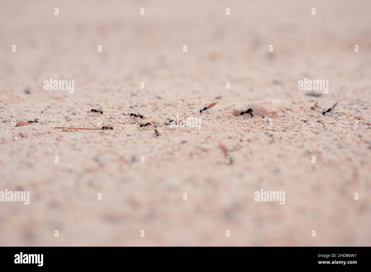 Ants carrying food Stock Photo - Alamy