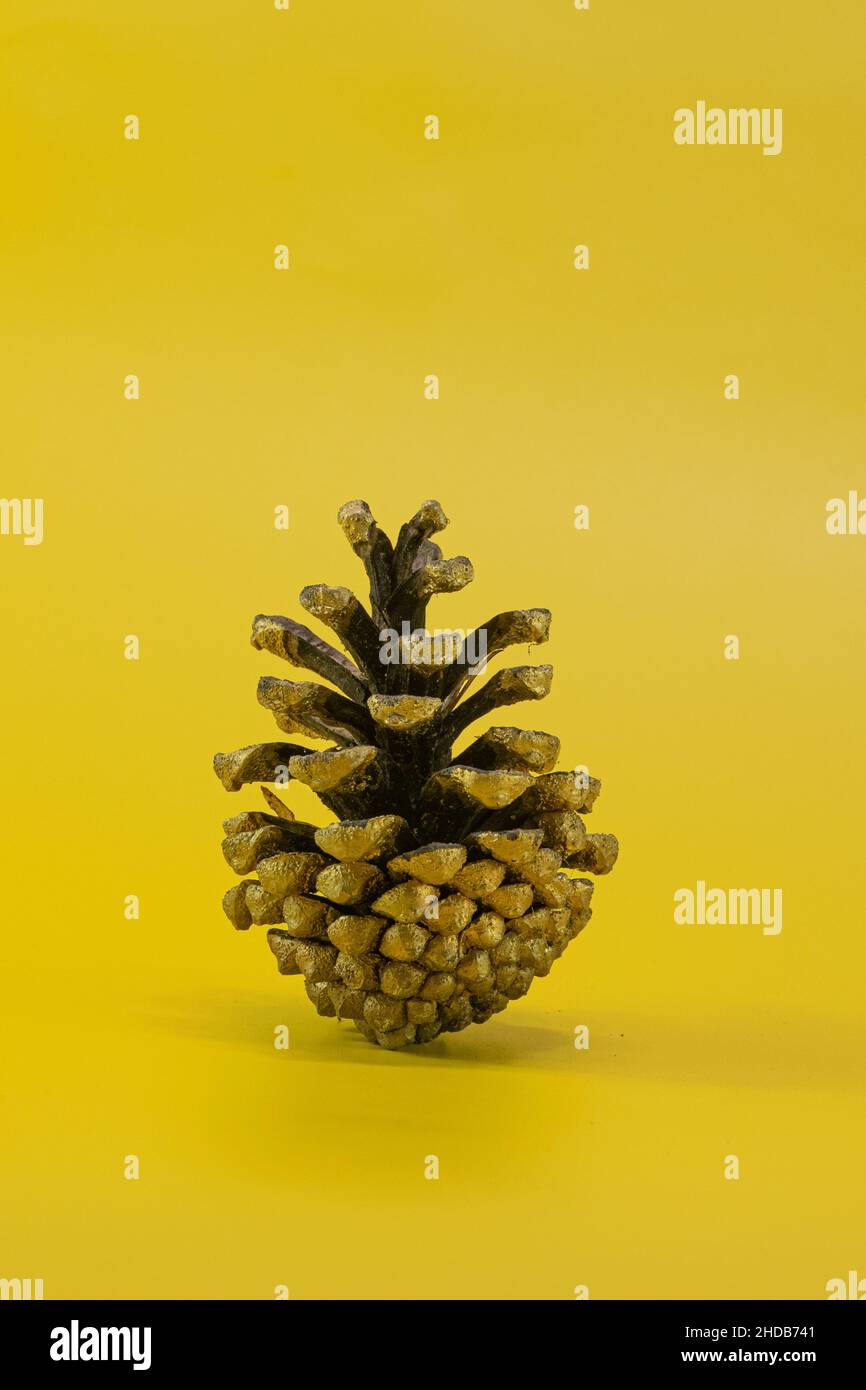 Bright pine cone hi-res stock photography and images - Alamy