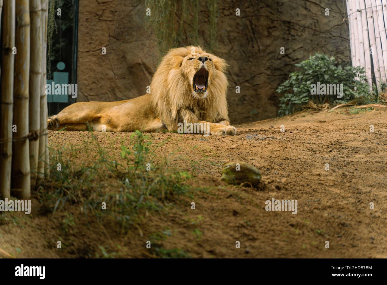 Leon opening his mouth lying down Stock Photo - Alamy