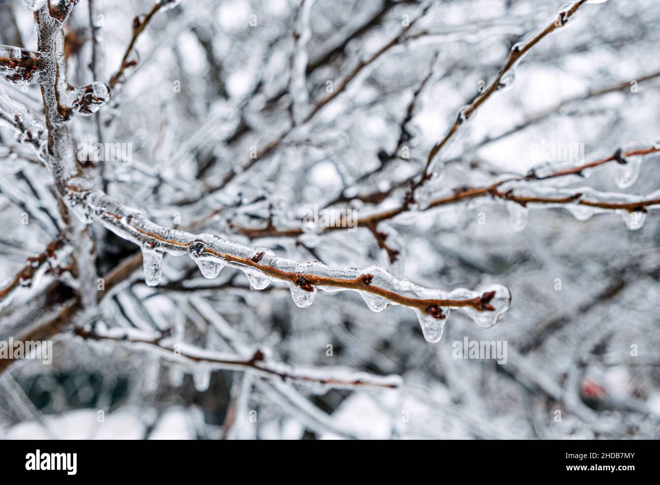 Freezing Rain, Icing Hazards. Frozen tree branch in winter city. Icy ...