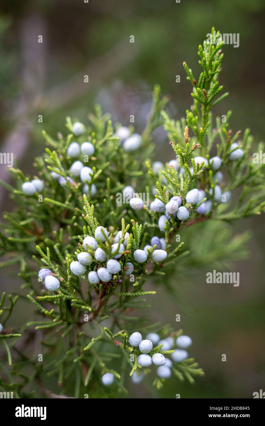 A branch of eastern red cedar against a nice backdrop of green Stock ...