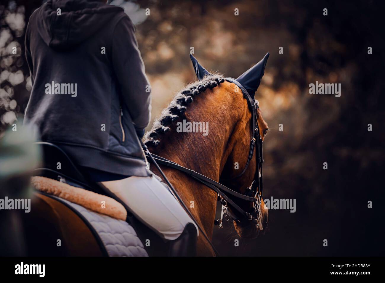 A rear view of a beautiful bay horse with a rider in the saddle and ...