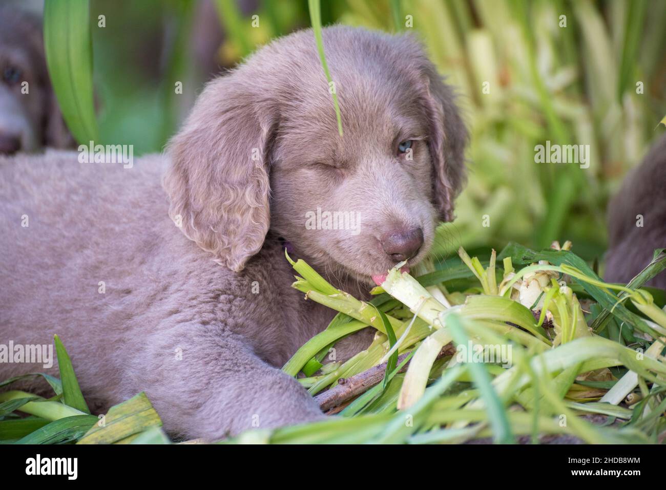 Portrait of a long haired Weimaraner puppy lying in the green meadow ...