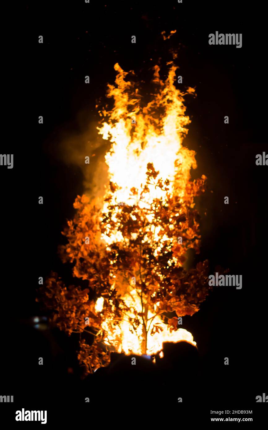 Burning Oak tree for Orthodox Christmas Eve Stock Photo - Alamy