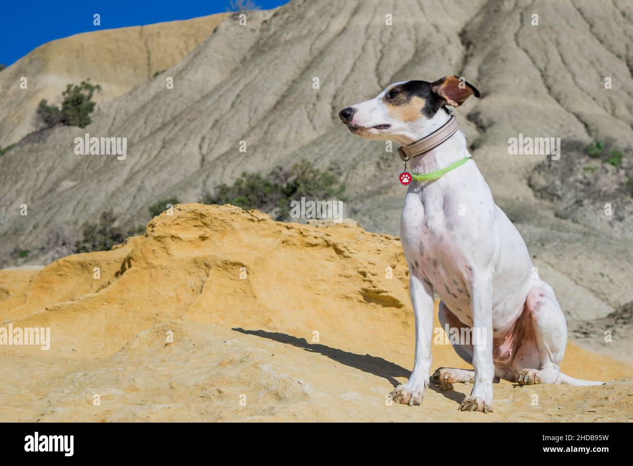 What Breed Of Dog Has Hazel Eyes