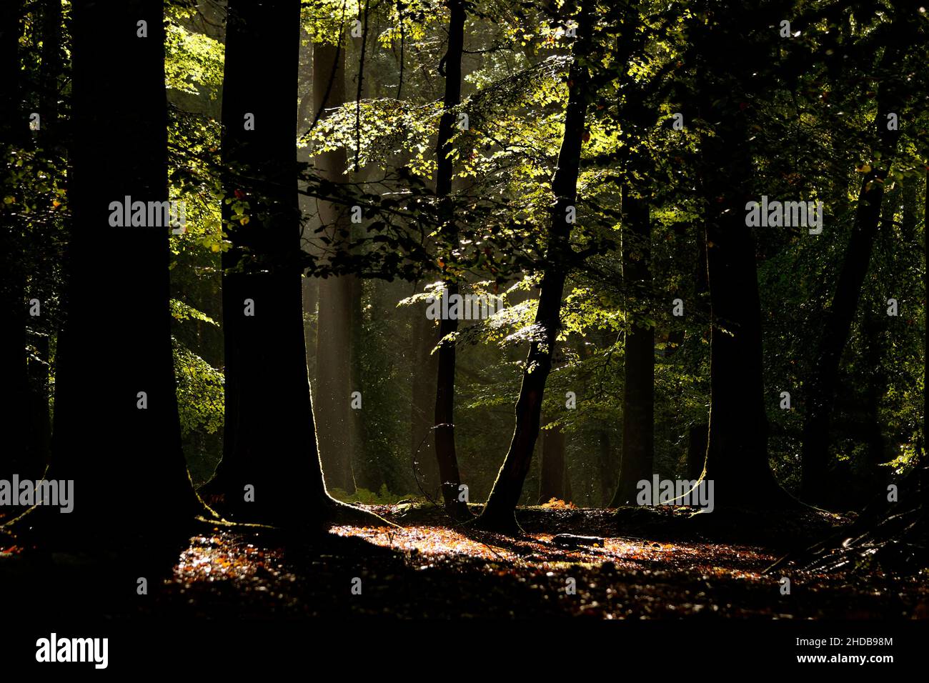Sunbeams find gaps in the early morning trees in the New Forest, UK ...