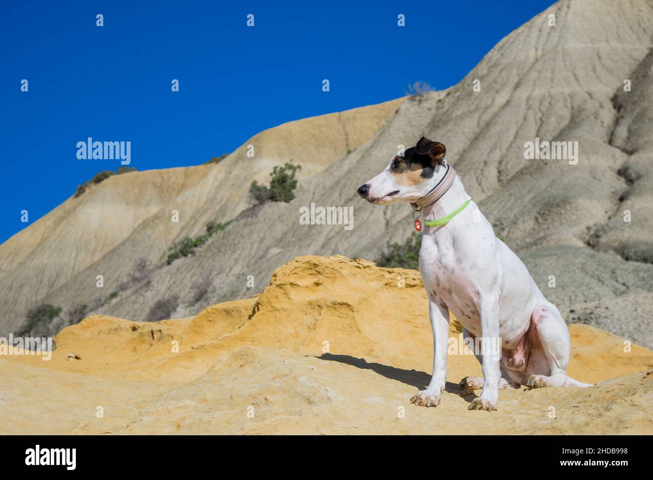 A fox terrier and pointer cross mix breed dog, with hazel eyes, near ...