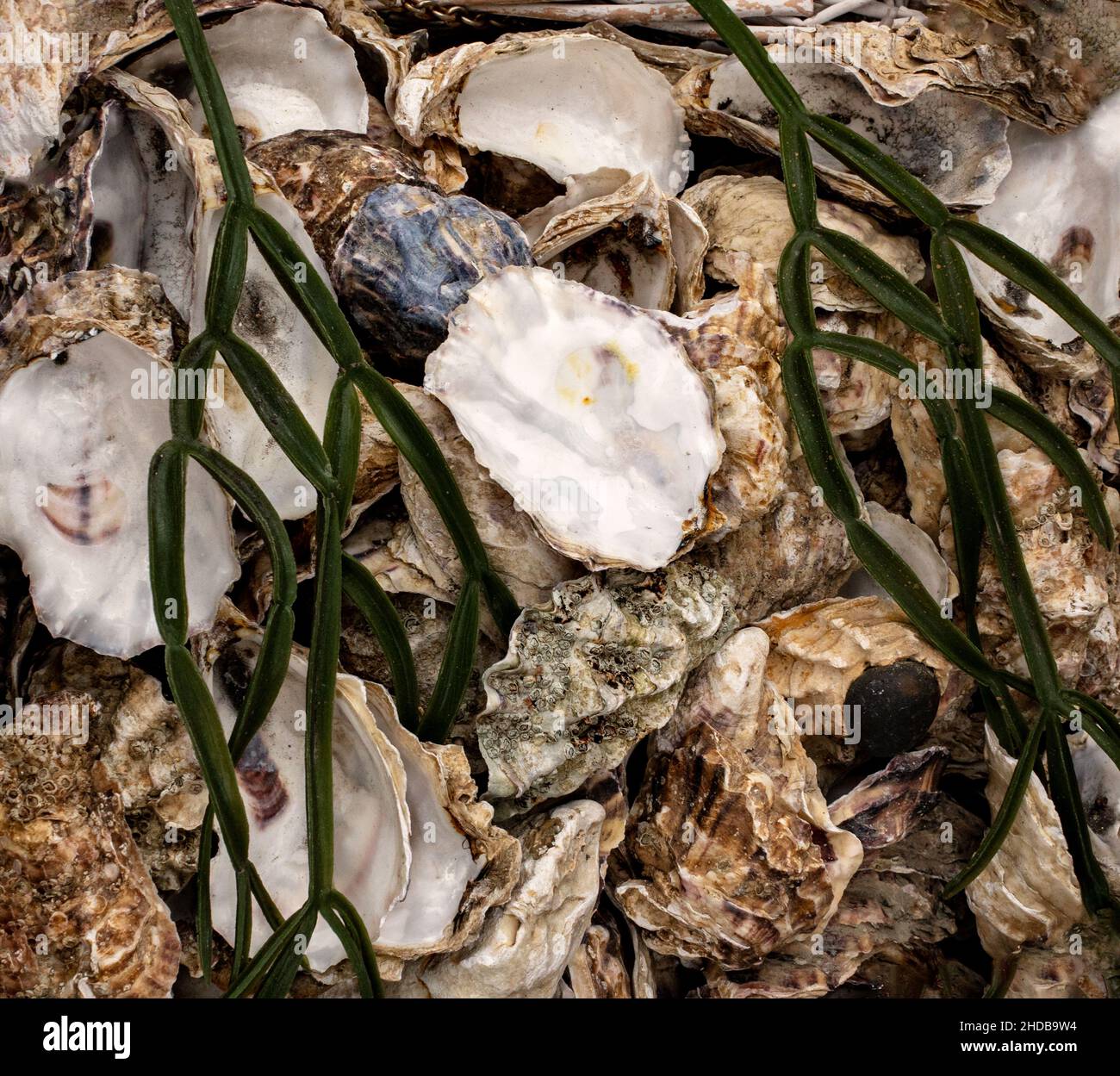 Oyster shells and seaweed in seafood market Stock Photo - Alamy