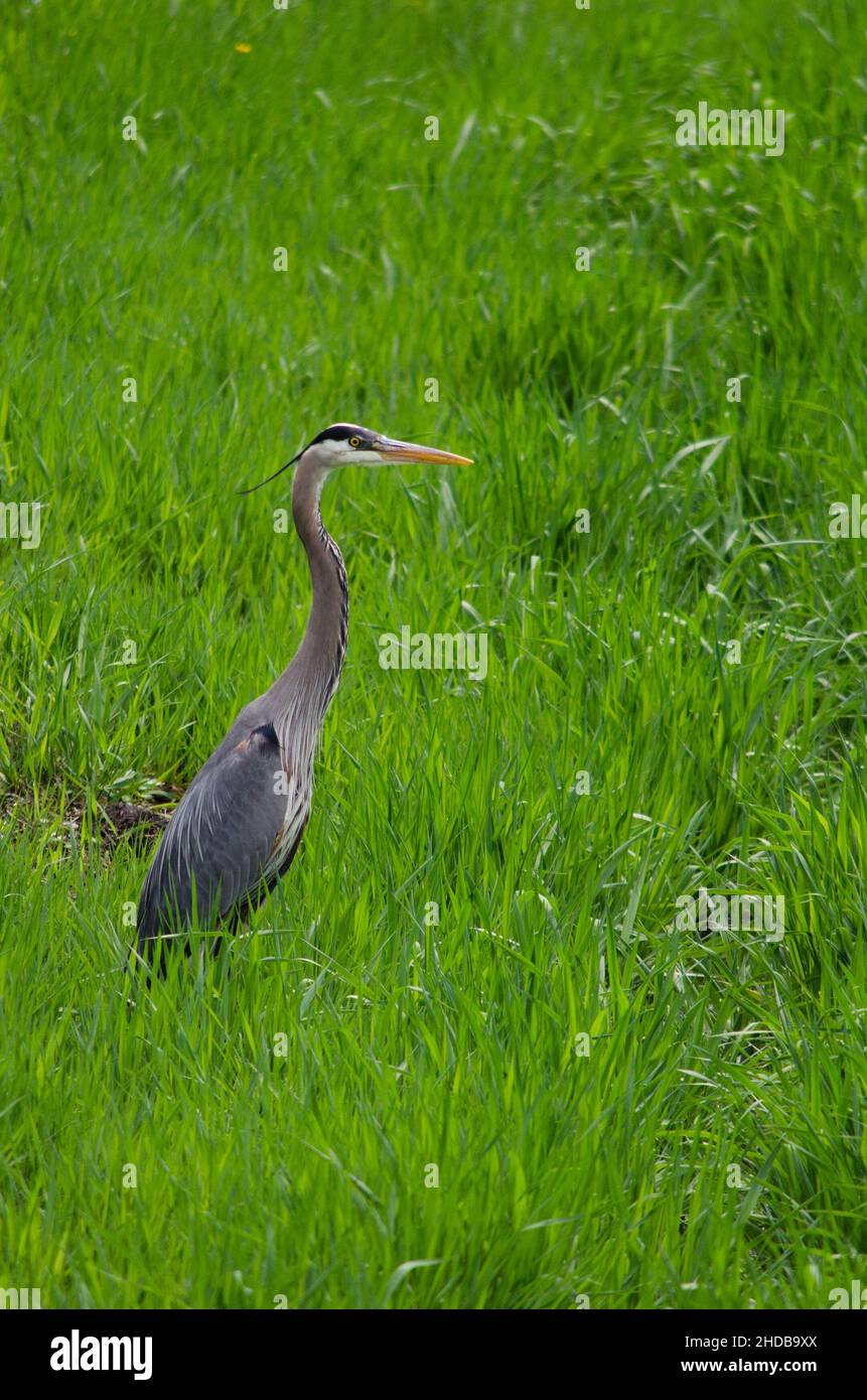 Bird - Great Blue Heron Stock Photo - Alamy