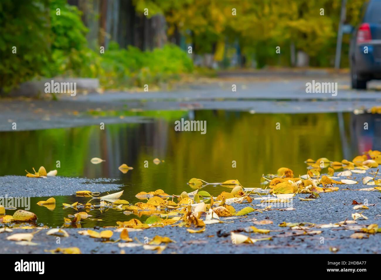 Sad leaves hi-res stock photography and images - Alamy