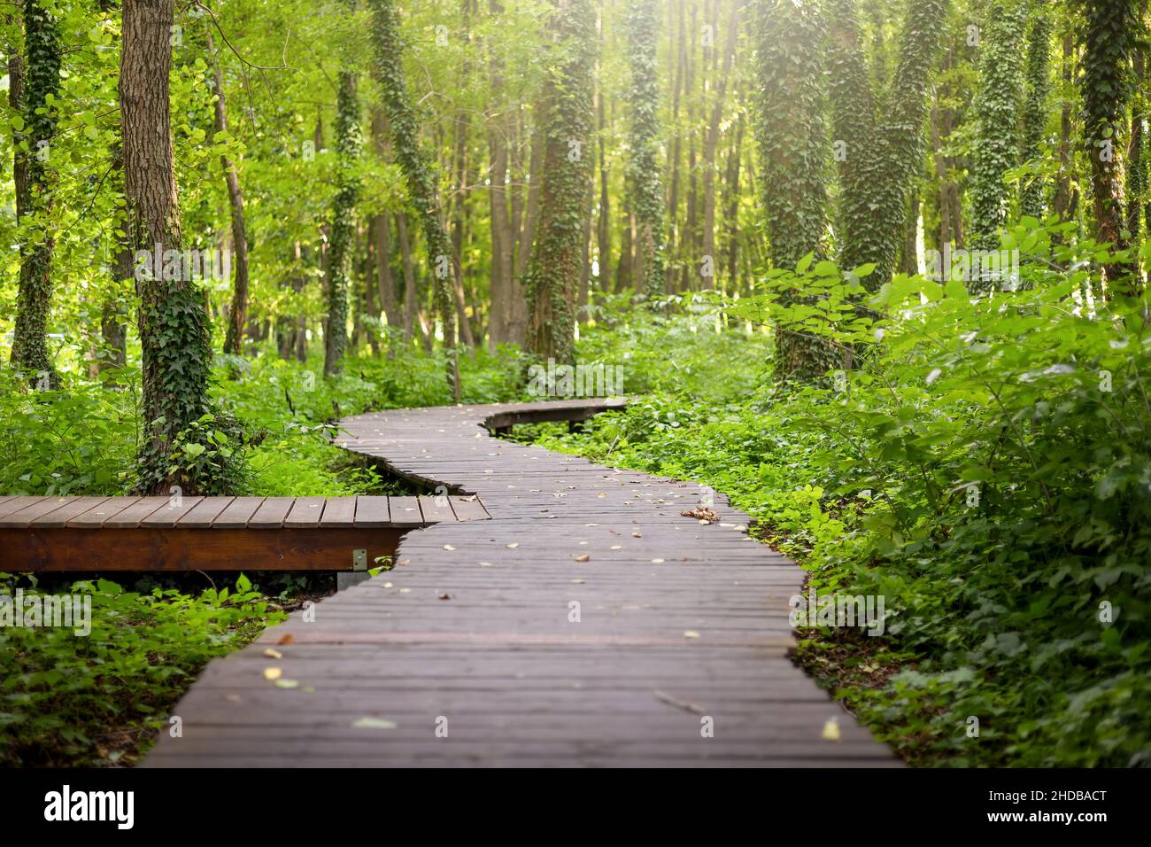 Green forest with wood sidewalk in the middle of scenery Stock Photo ...