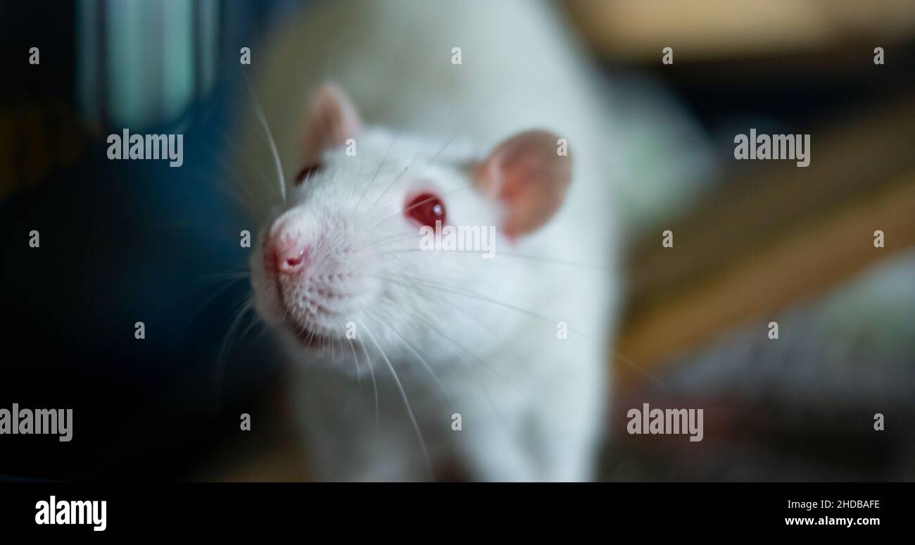 House rat hi-res stock photography and images - Alamy
