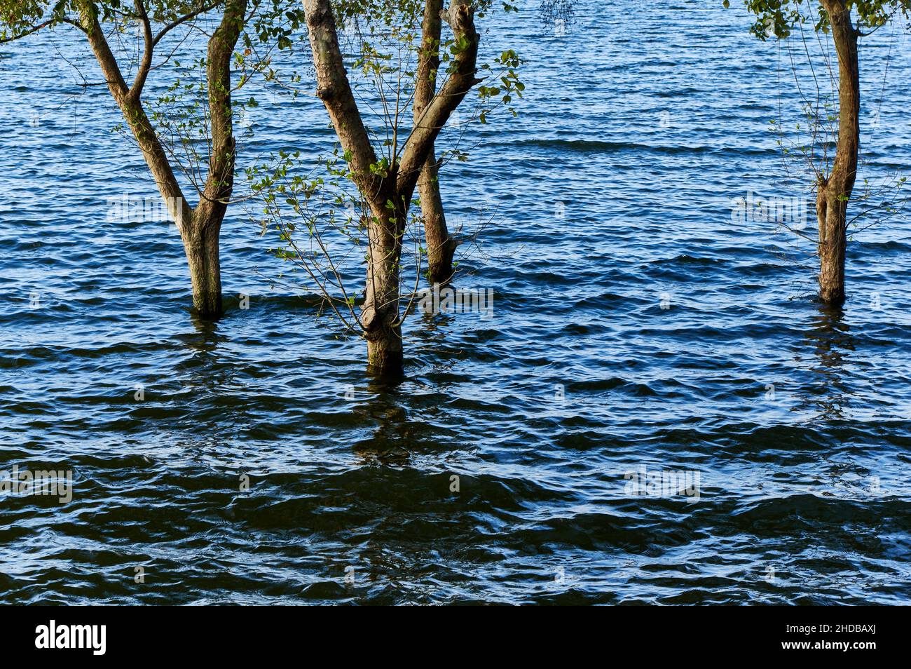 Ocean flooding trees hi-res stock photography and images - Alamy