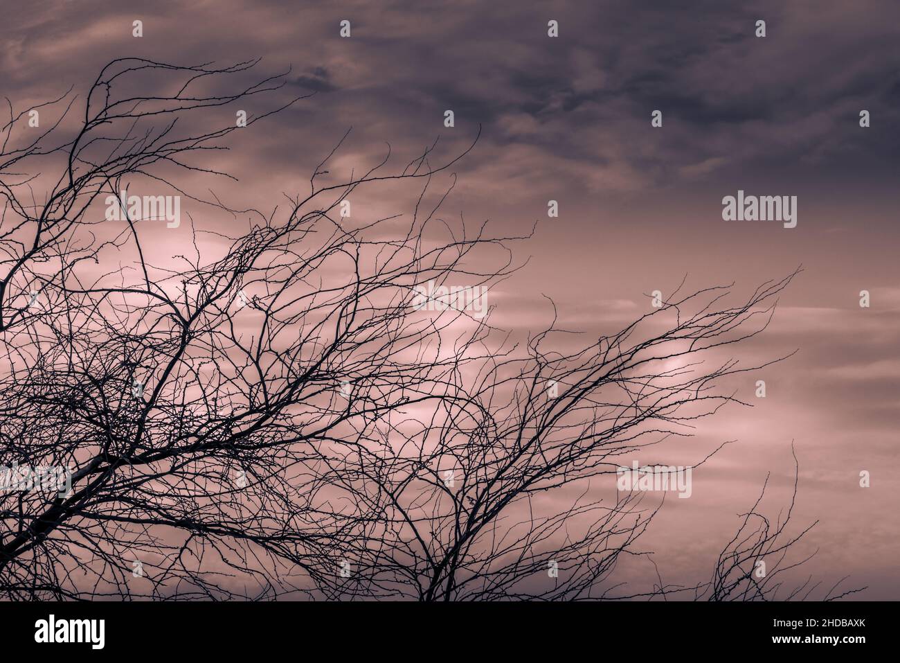 Saudi desert sunset hi-res stock photography and images - Alamy