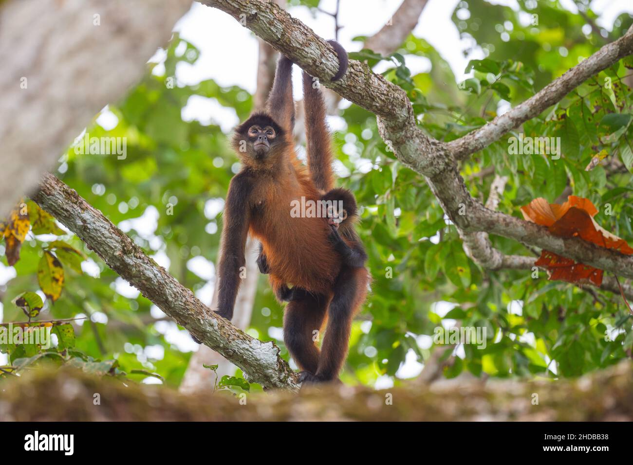 Geoffroy spider monkey hi-res stock photography and images - Alamy