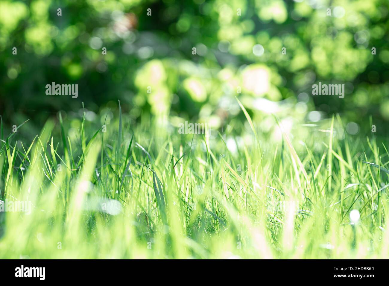 Blurred shining green grass of different heights background with ...