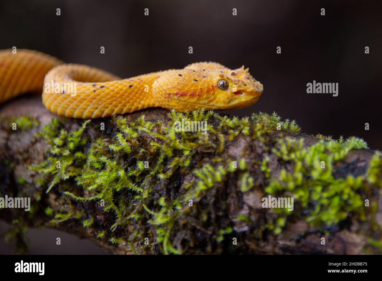 Gorgeous Eyelash Viper (Bothriechis schlegelii) crawling on a branch in ...