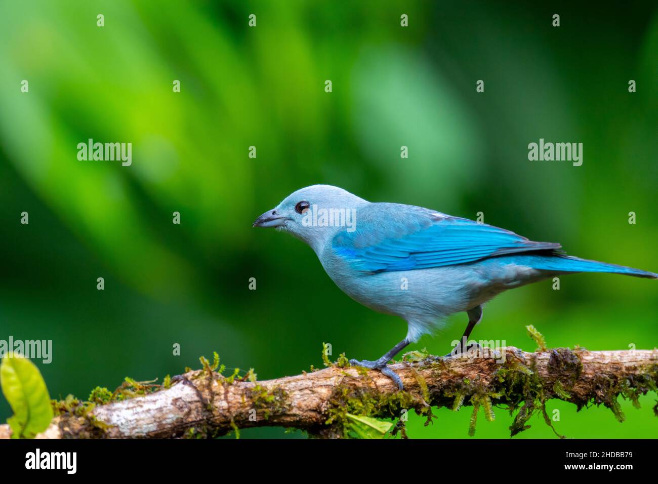 Selective of a blue-gray tanager (Thraupis episcopus Stock Photo - Alamy
