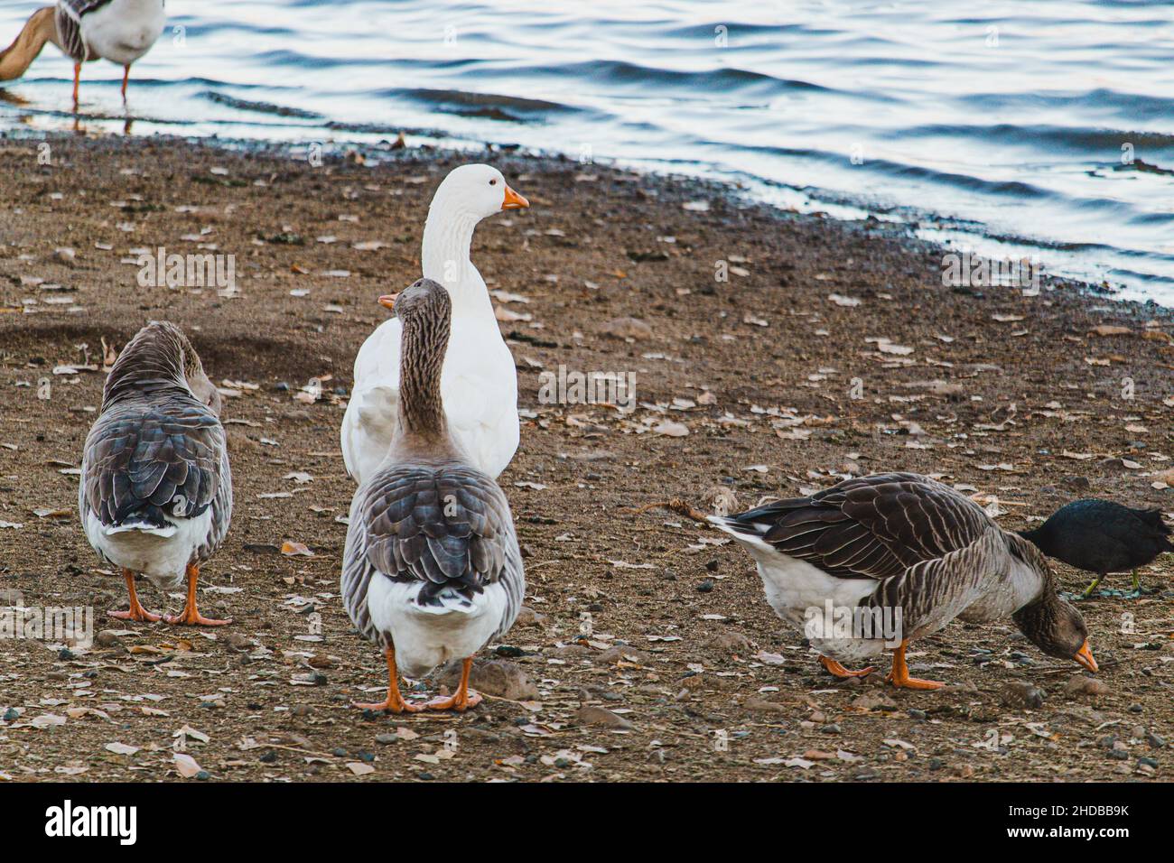 Ducks chilling by the lakeshore Stock Photo - Alamy