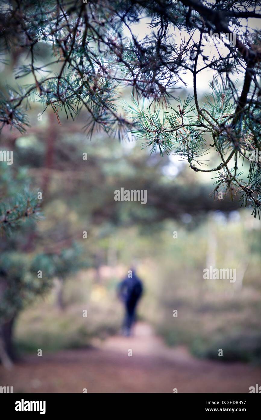 solitary blurred figure on woodland path from rear Stock Photo - Alamy