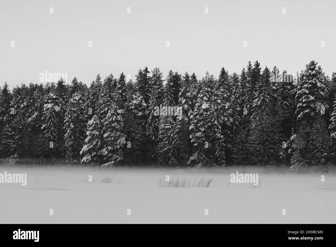 Beautiful winter landscape nature snow forrest scene at outdoor ...