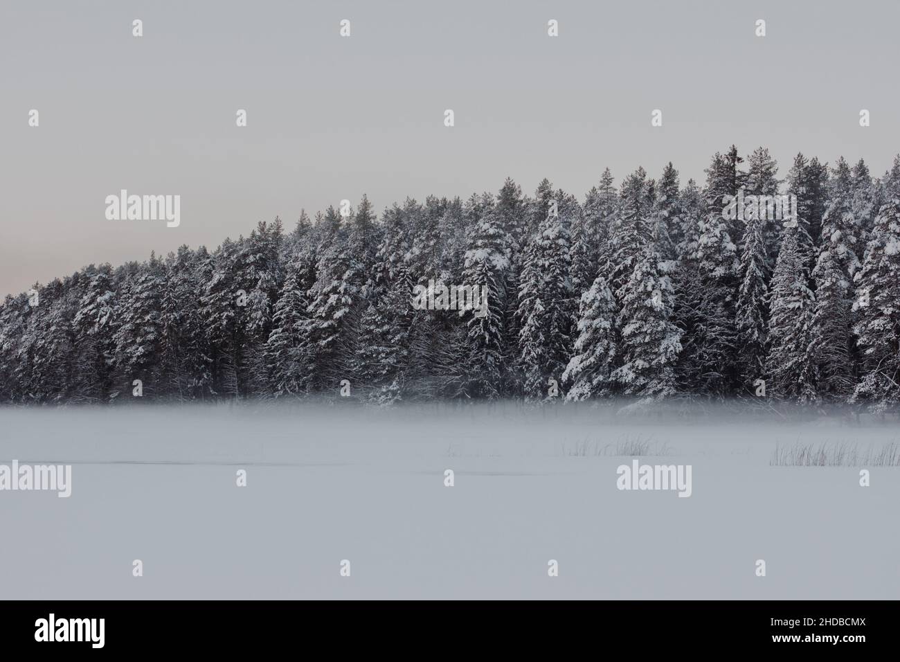 Forrest with fog hi-res stock photography and images - Alamy