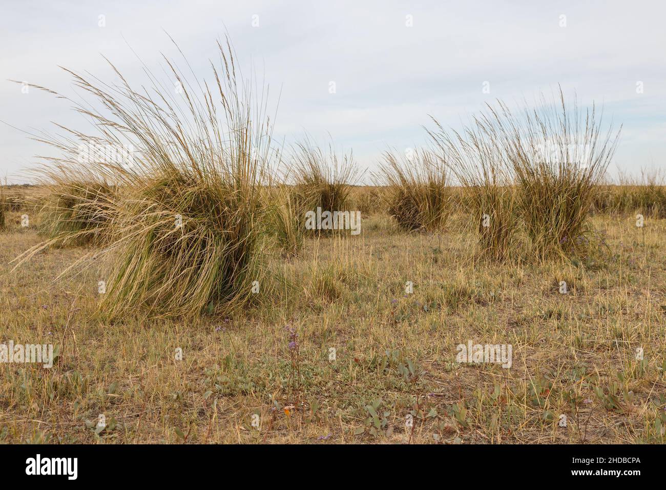 Green grass lawn hummock hi-res stock photography and images - Alamy