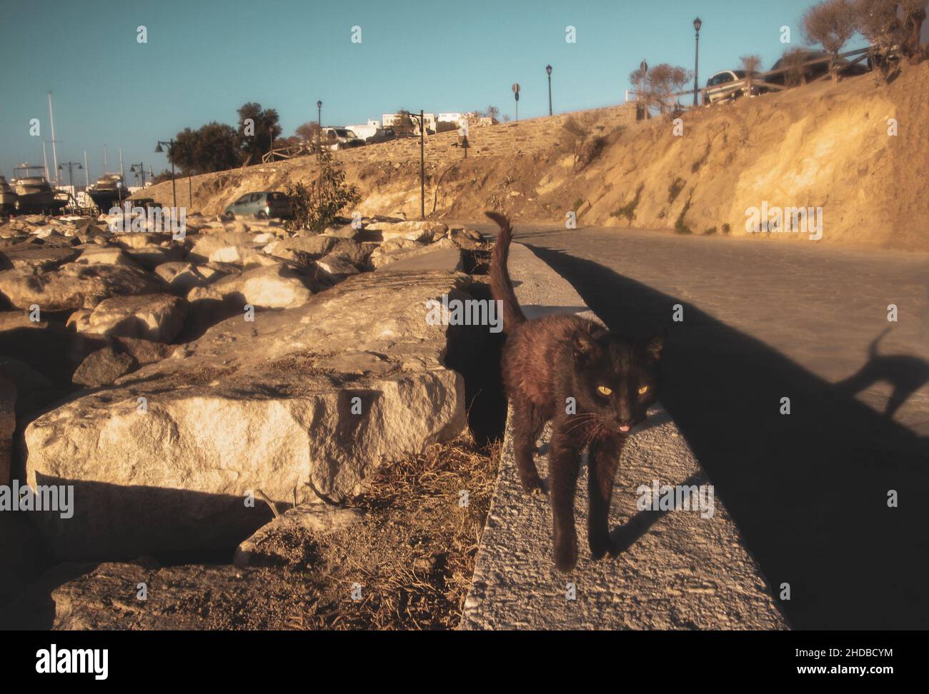 Black cat walking by the scenic shore. Animal portrait, beach, holidays ...