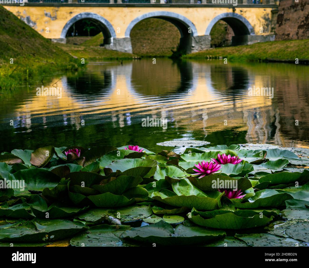 Photo of a bridge across the water canal and a floating water Lily ...