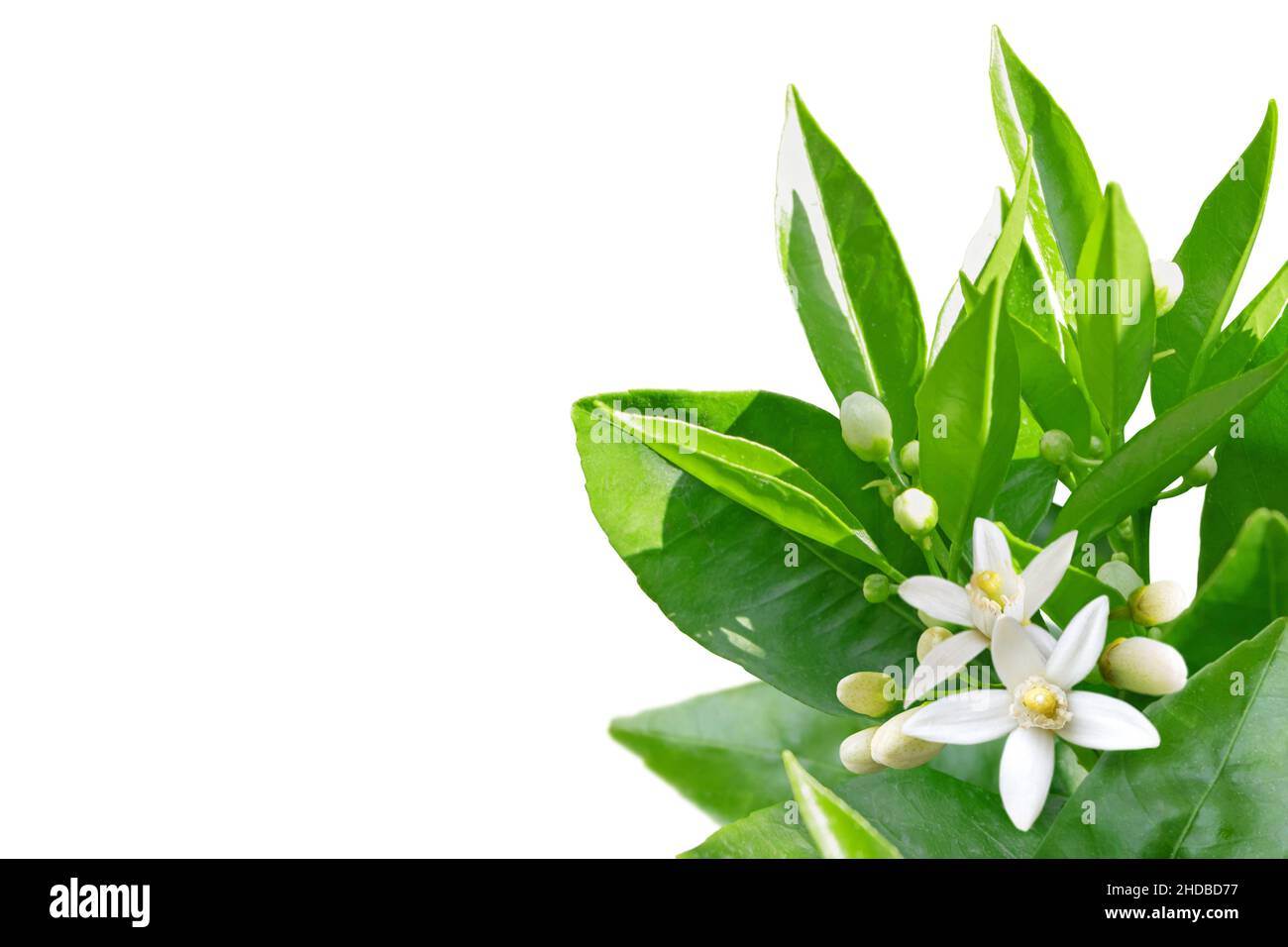 Orange tree corner with white fragrant flowers, buds, leaves and fruit ...